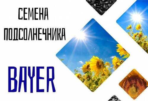 Семена гибридов подсолнечника Bayer