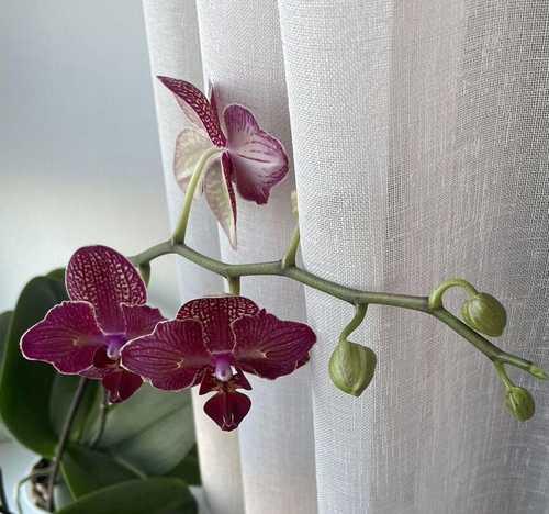 Орхидея фаленопсис бабочка и интрига