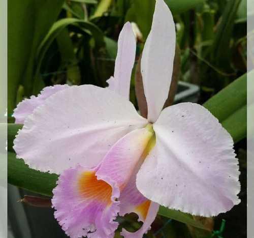 Орхидея Cattleya trianae var concolor