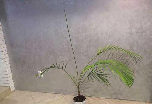 Пальма арека дипсис