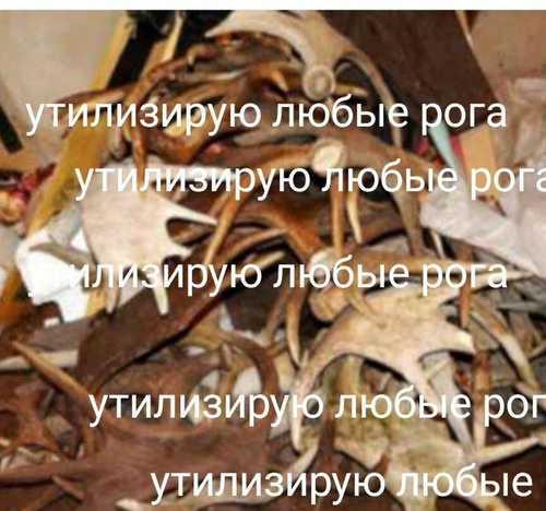 Рога лося, касули, оленя