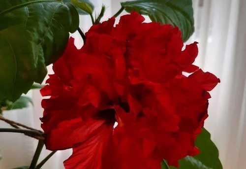 Гибискус махровый-цветок любви и плодородия
