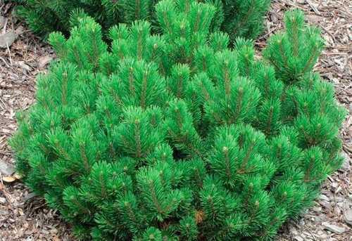 Pinus mugo Mughus C2 15см