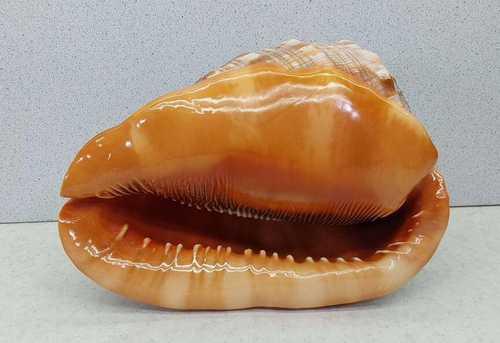 Ципрекассис руфа 17,20 морская ракушка раковина