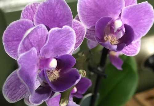 Орхидея фаленопсис Виолет квин (Violet Queen )