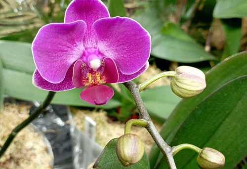 Орхидея фаленопсис Atlantis