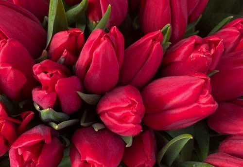 Голландские Тюльпаны к 8 марта розница