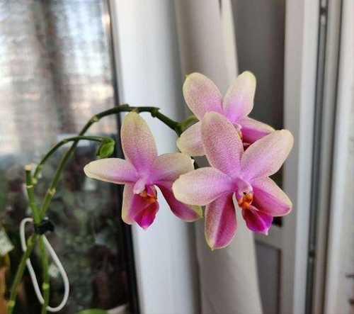 Орхидея фаленопсис phal. Liodoro