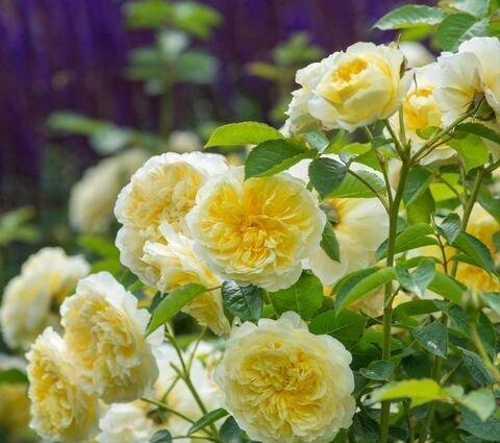 Саженцы роза английская пилигрим