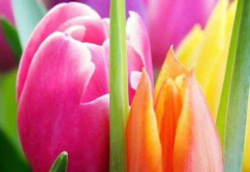 Тюльпаны опт и розницв