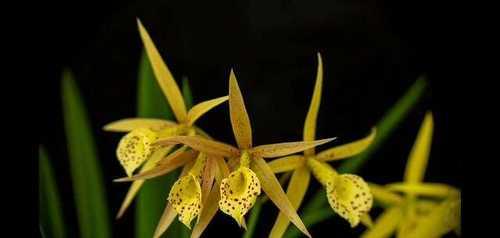 Орхидея brassavola yellow bird
