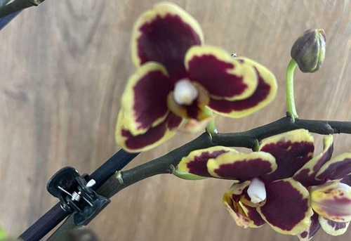 Орхидея фаленопсис банана шоколад