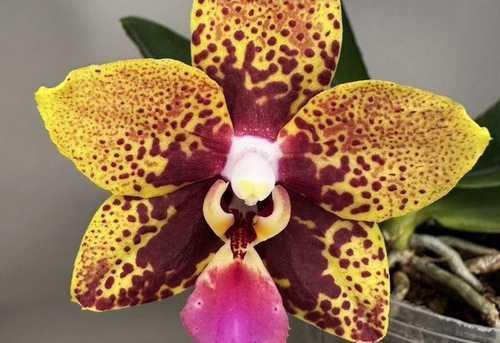 Орхидеи Анаконда, цветущая