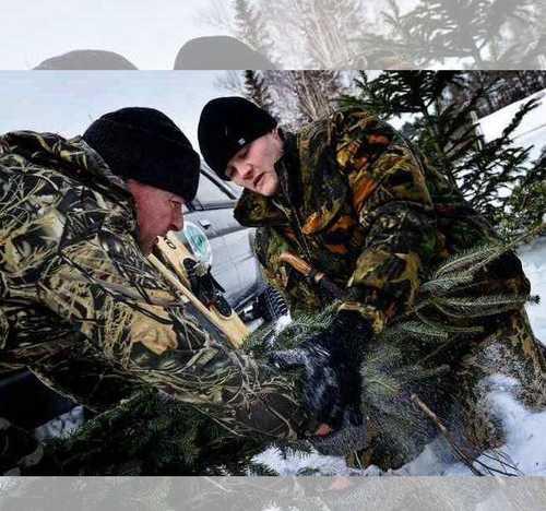 Сосна Живая, гирлянда в подарок