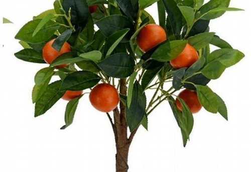 Красный Апельсин дерево