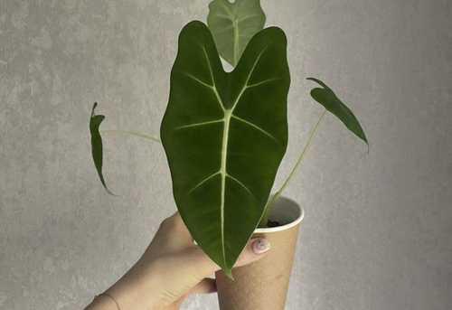 Алоказия фридек (Alocasia micholitziana 'Frydek')