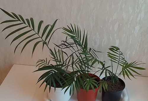 Хамедорея (Бамбуковая пальма)