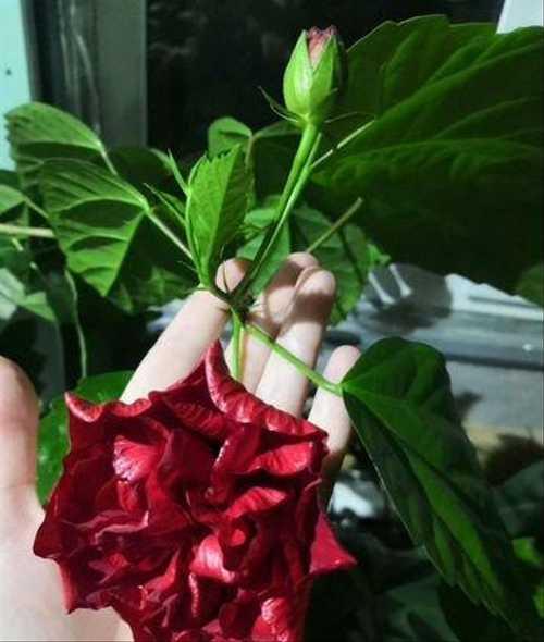 Гибискус махровый / китайская роза