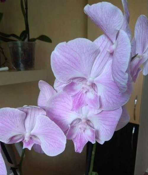 Орхидея Биг Лип Sweet Talk, 2 ствола