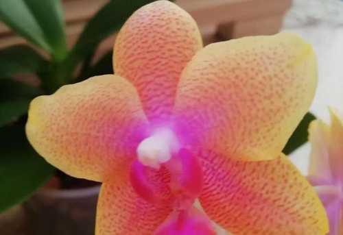 Орхидея фаленопсис Бронзовый Будда, ароматная