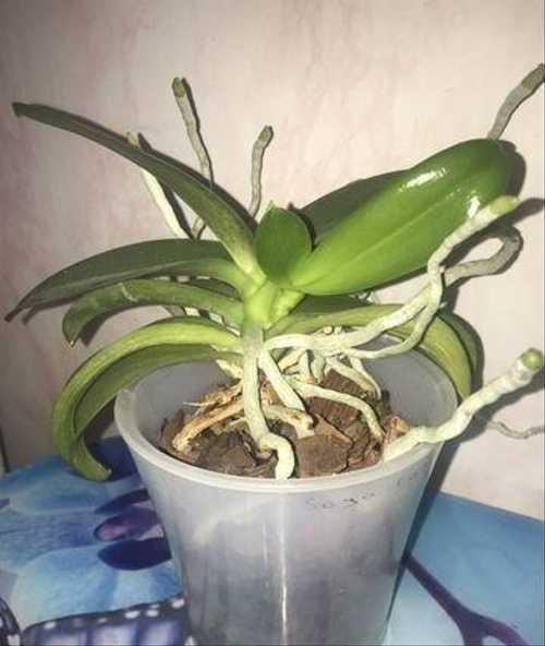 Орхидея фаленопсис,орхидея камбрия