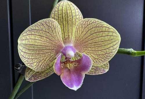 Орхидея фаленопсис домашние