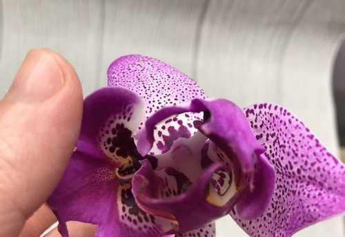 Орхидея фаленопсис мутант цветёт