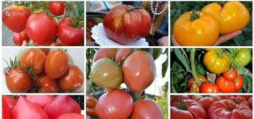Семена минусинских томатов