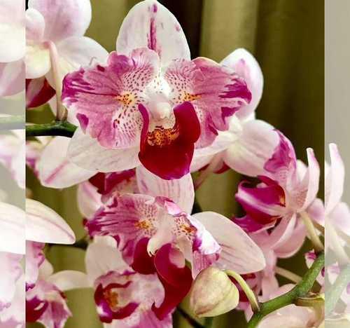 Орхидея фаленопсис Литл Джем Страйпс Бабочка