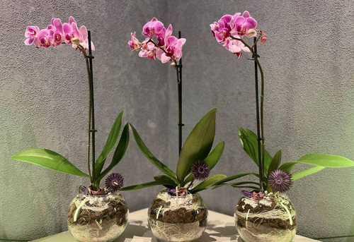 Орхидея подарок