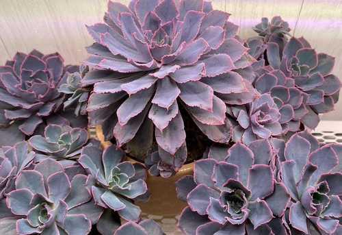 Суккулент Echeveria 'Neon Breakers'