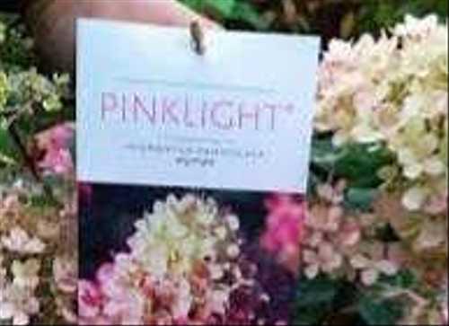 Гортензия Pinklight C1 новинка 2022-2023
