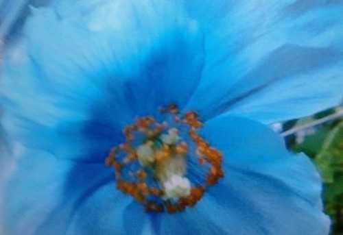 Семена гималайского голубого мака
