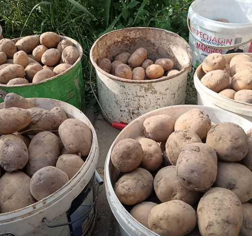 Продам картофель