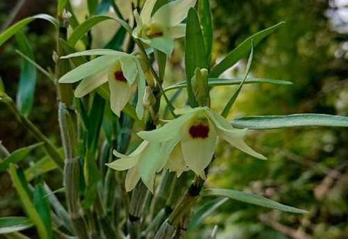 Орхидея dendrobiun moniliforme Yashiro и Tama