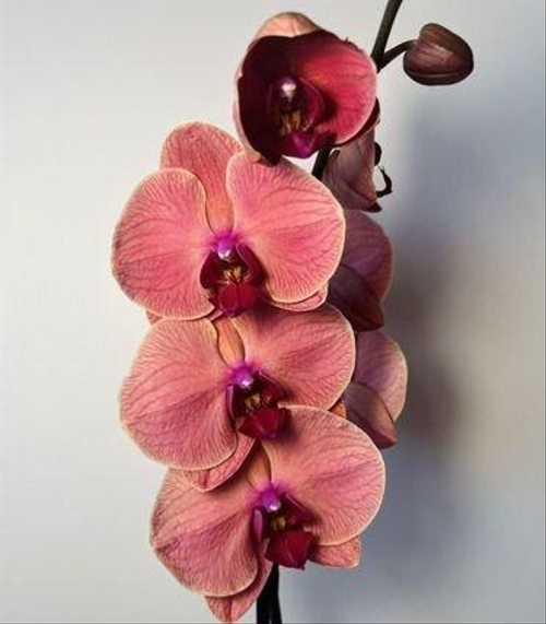 Орхидея азиан корал