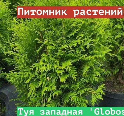 Саженцы Туя западная Globosa