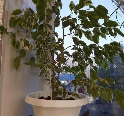 Бенджамина variegata