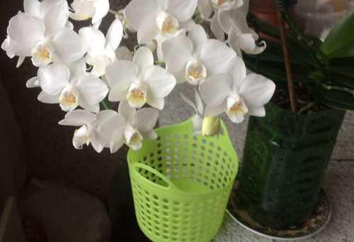 Орхидея миди
