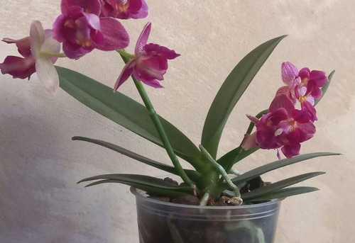 Орхидея фаленопсис мини трилипс