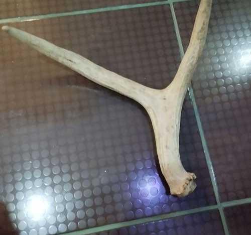 Рог