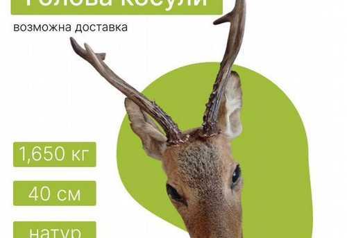 Голова косули