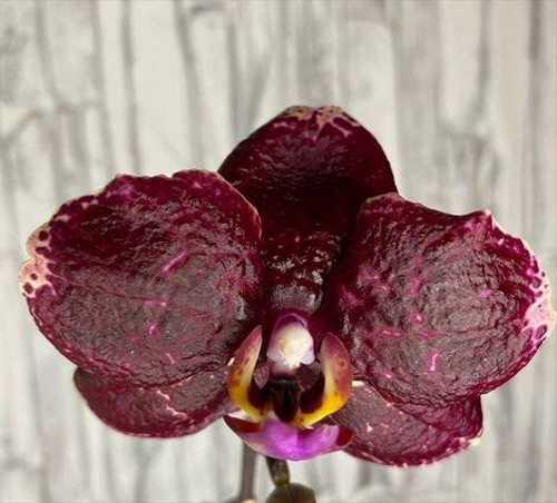 Орхидея фаленопсис, Big Bang