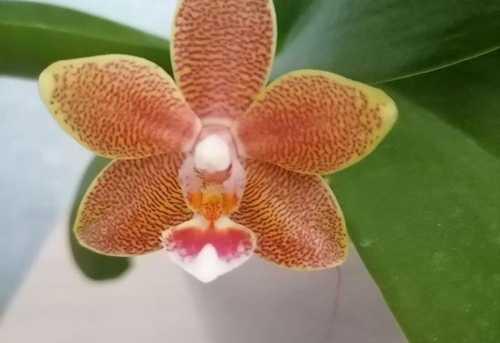 Орхидея фаленопсис Masterpiece