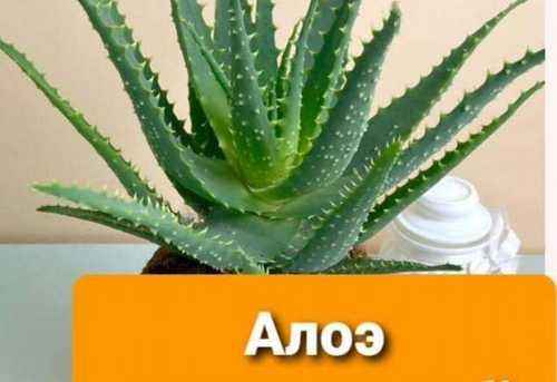 Алоэ-комнатное растение