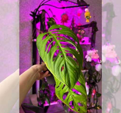 Монстера эскилето