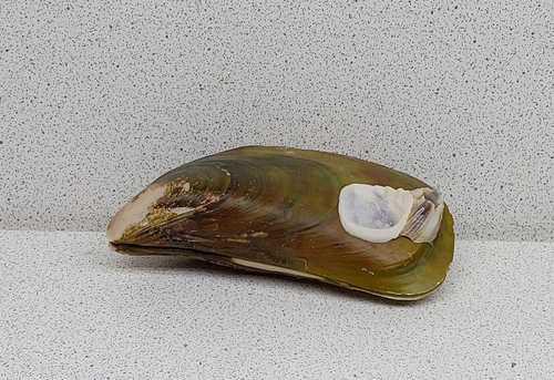 Мидия 8,8 морская ракушка раковина