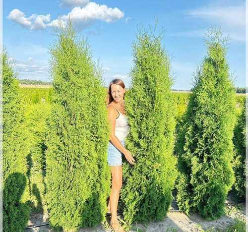 Туя для живой изгороди