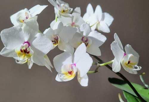 Орхидея фаленопсис мультифлора цветет