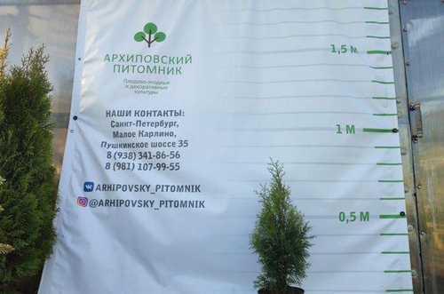 Туя Смарагд 80см